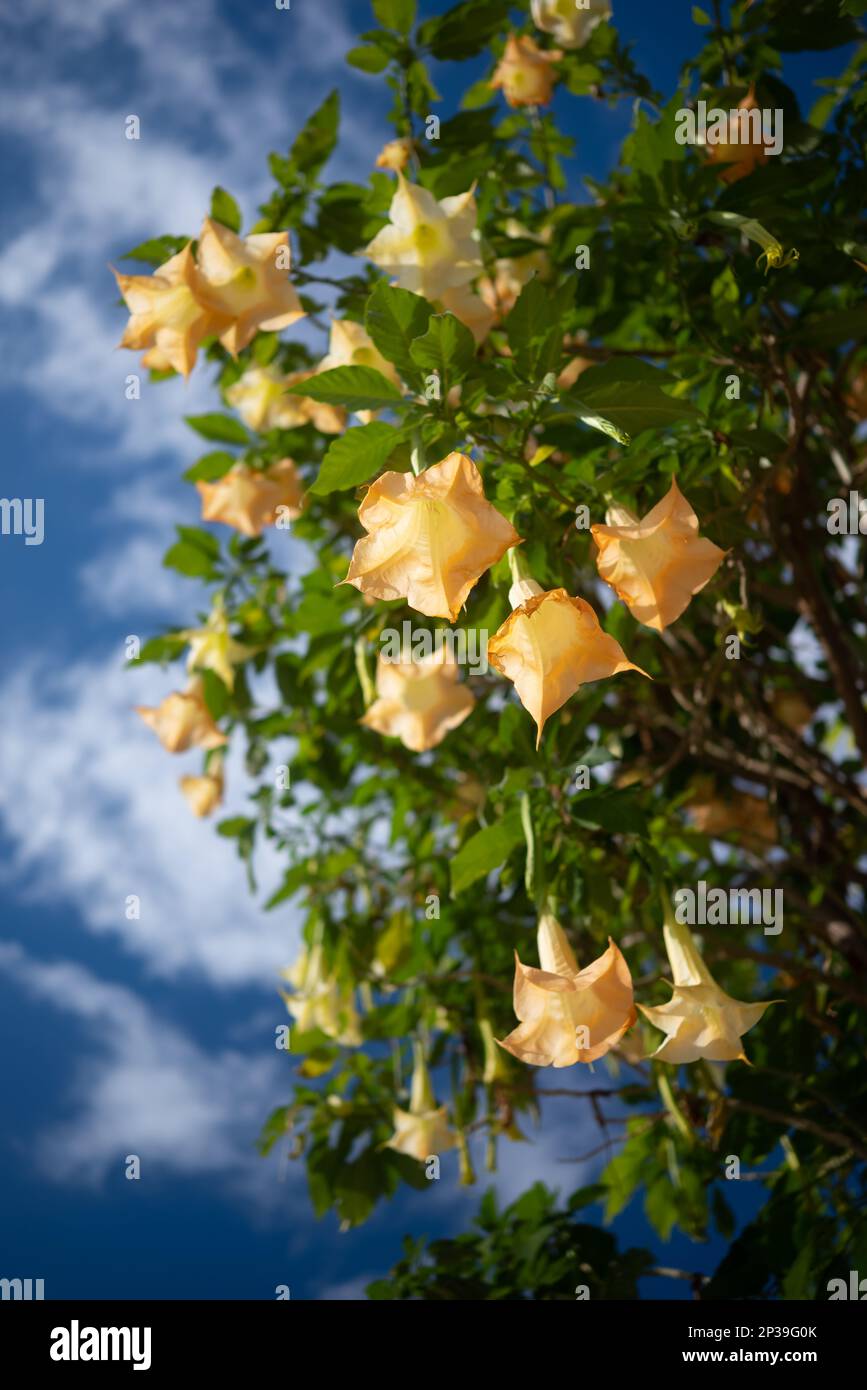 Mostly blurred Peach angels trumpet orange flowers on green leaves background Stock Photo - Alamy