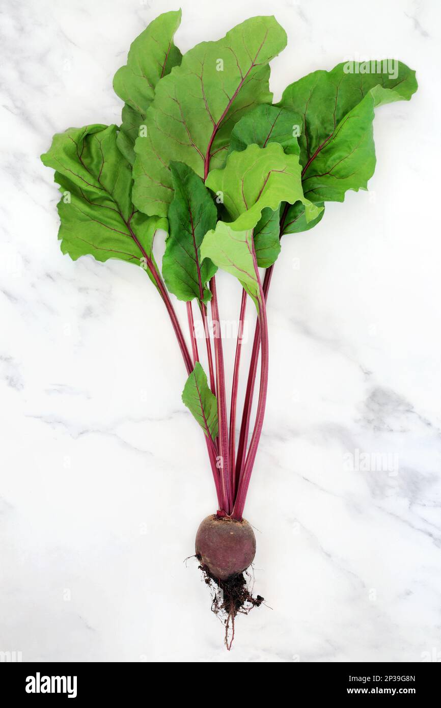 Beetroot plant with earth root ball and leaves. Healthy super food ...