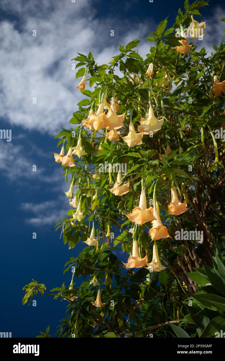Mostly blurred Peach angels trumpet orange flowers on green leaves background Stock Photo - Alamy
