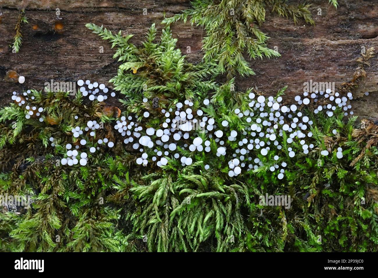 Comatricha nigra, a plasmodial slime mold, sporangia on decaying wood ...