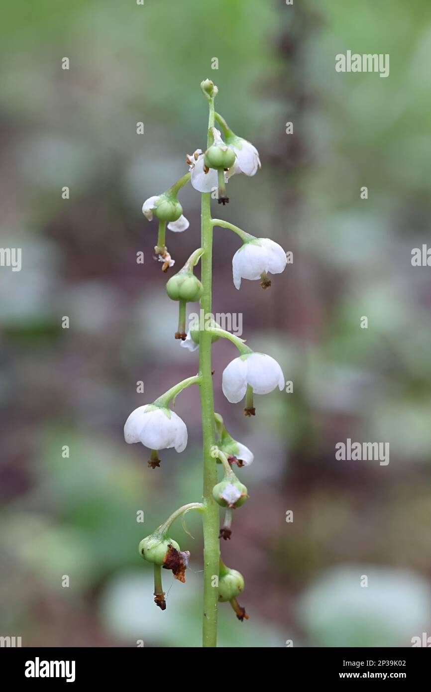 Pyrola media, commonly known as Intermediate Wintergreen, wild flower ...