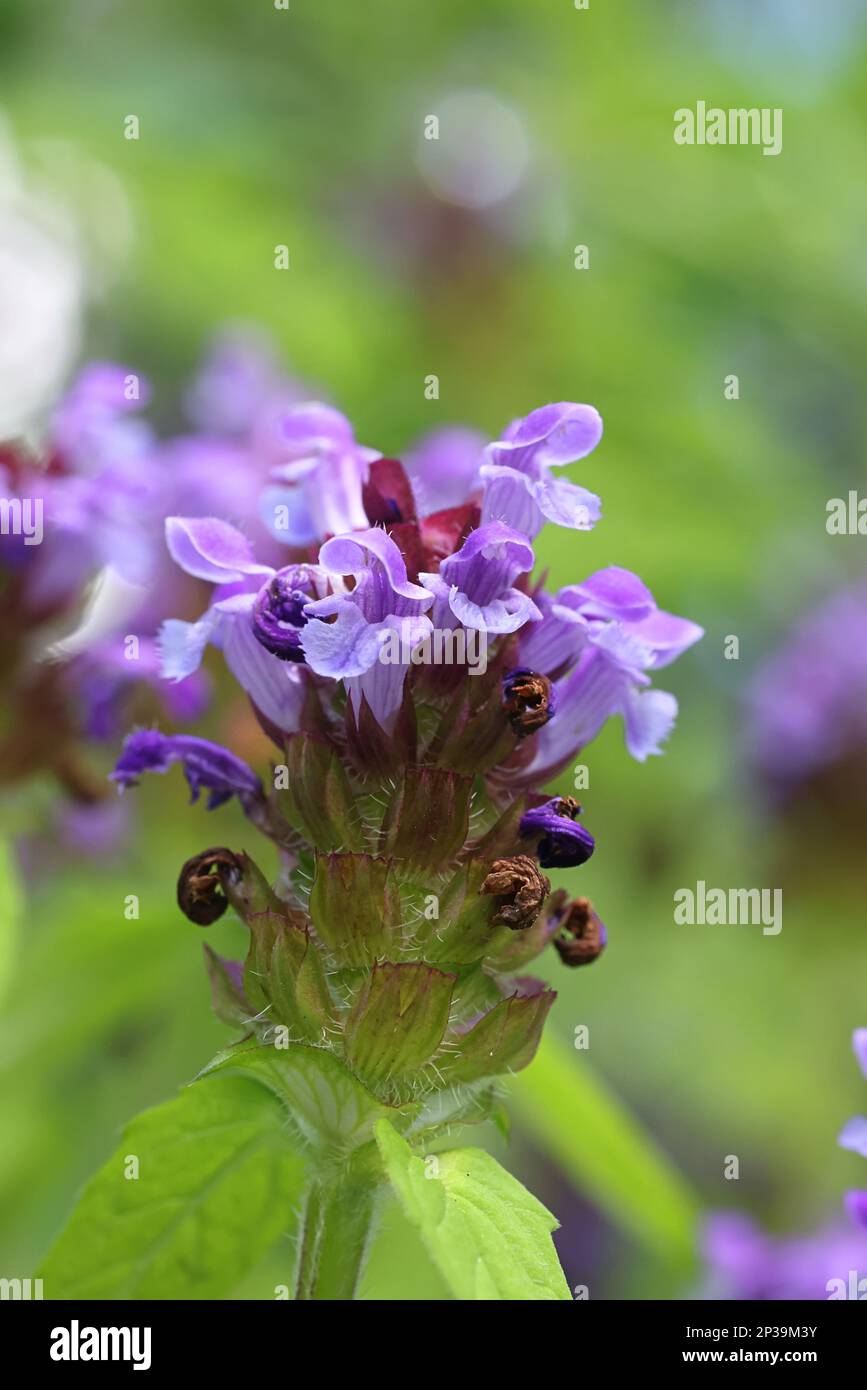 Prunella vulgaris, commonly known as Self-heal, Heal-all, Heart-of-the ...
