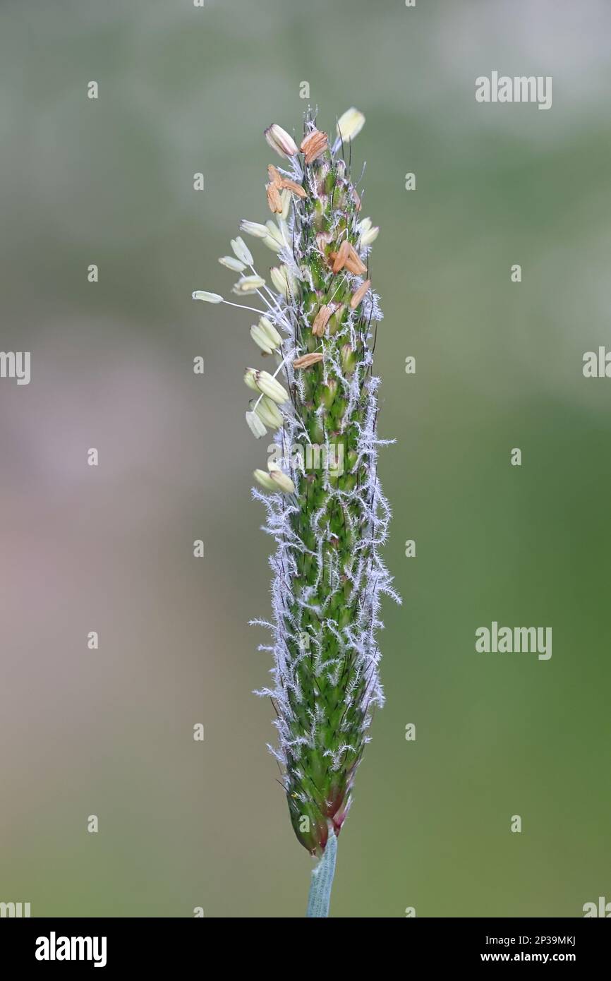 Marsh foxtail hi-res stock photography and images - Alamy
