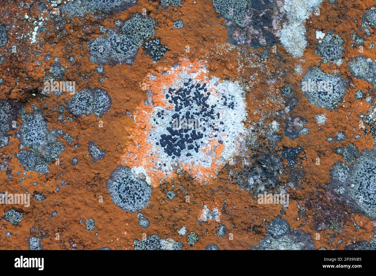 Orange colored Trentepohlia aurea, a terrestrial green alga, growing on ...