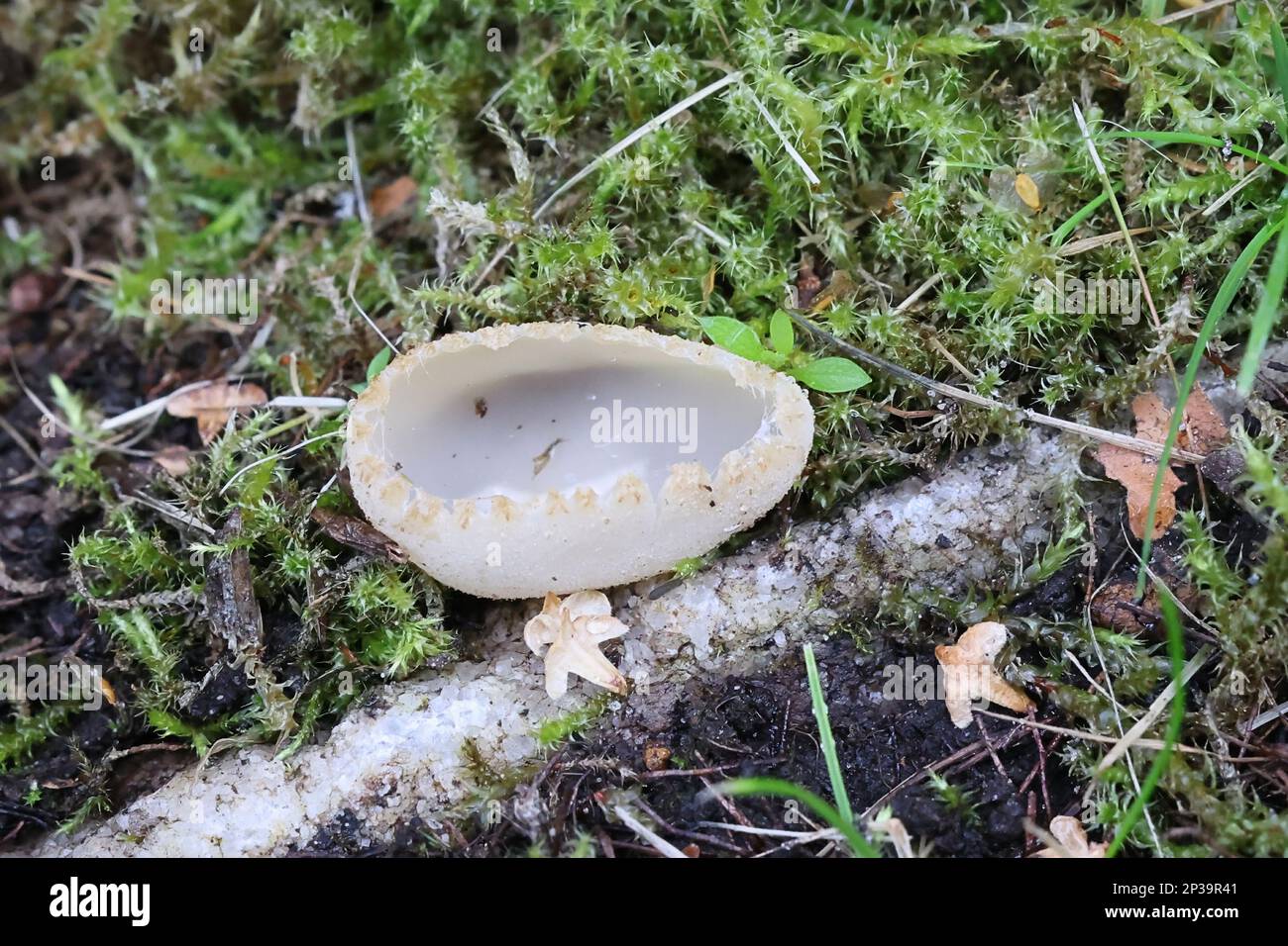 Tarzetta catinus, also called Galactinia pustulata or Peziza pustulata ...