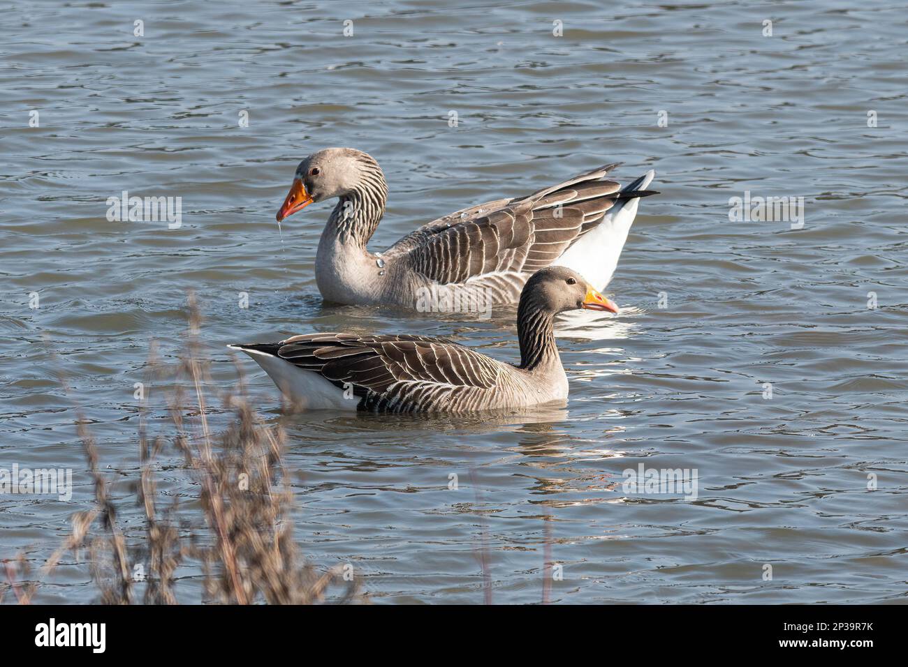 Greylag goose anser pond hi-res stock photography and images - Alamy
