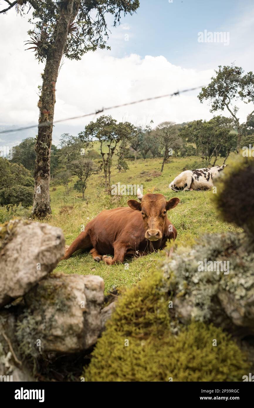 A cow on a green meadow with a hiking path and fence besides Stock ...