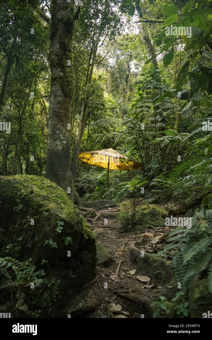 A hitten yellow umbrella hut in deep dark forest of Colombia Stock ...