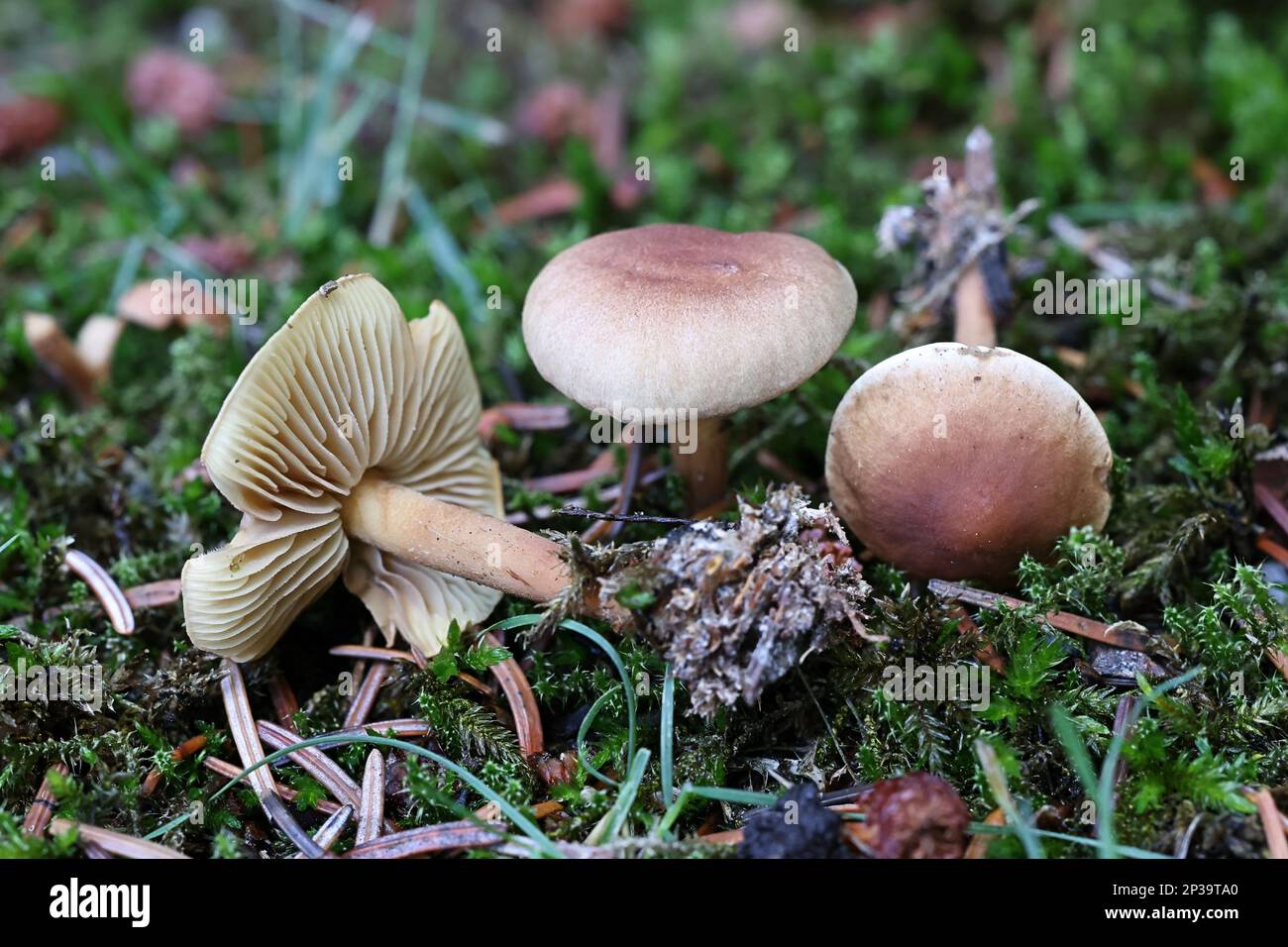 Gymnopus peronatus (formerly called Collybia peronata or Marasmius ...