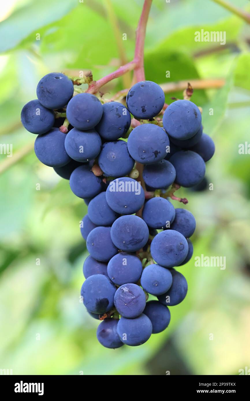 Blue grapevines and green leaves of a wine cultivar called Vitis Zilga ...