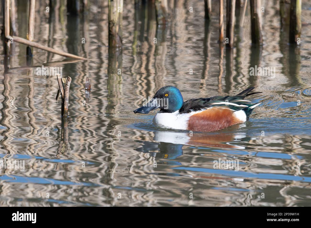 Northern shoveler (Anas clypeata or alternately called Spatula clypeata ...