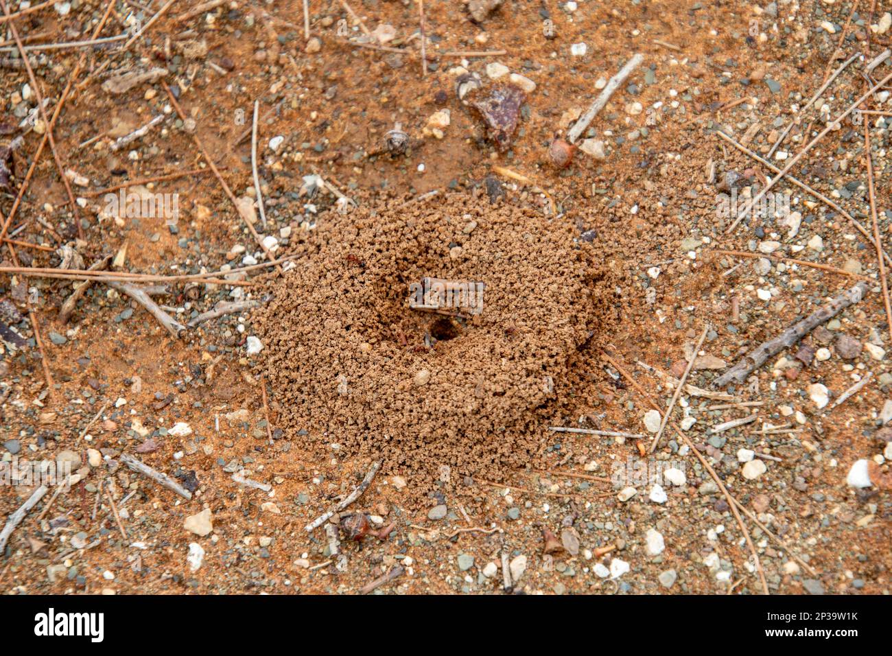 A sandy entrance hole to an underground ant structure Stock Photo - Alamy