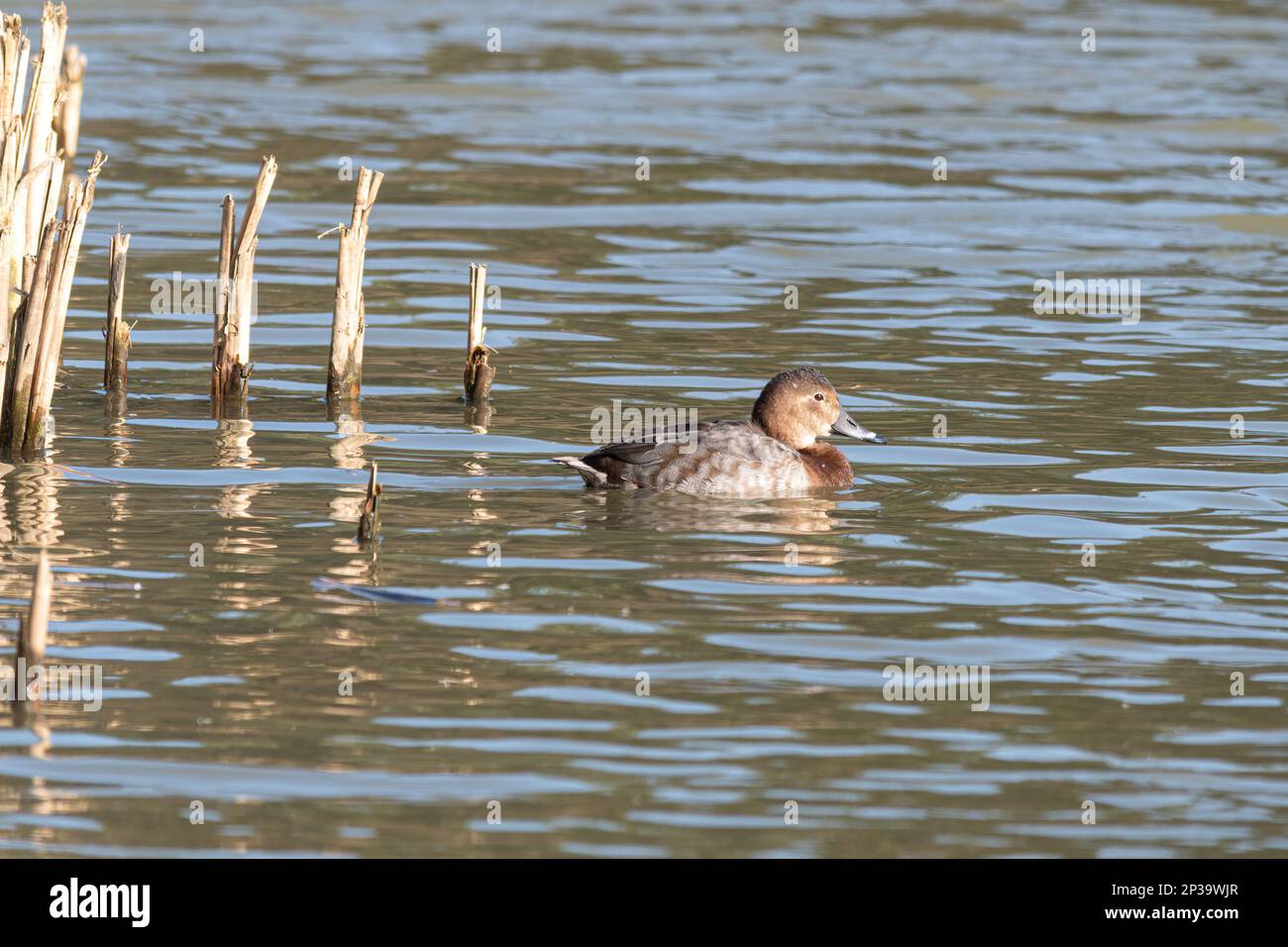 Pochard duck (Aythya ferina), female bird, swimming on a lake during ...