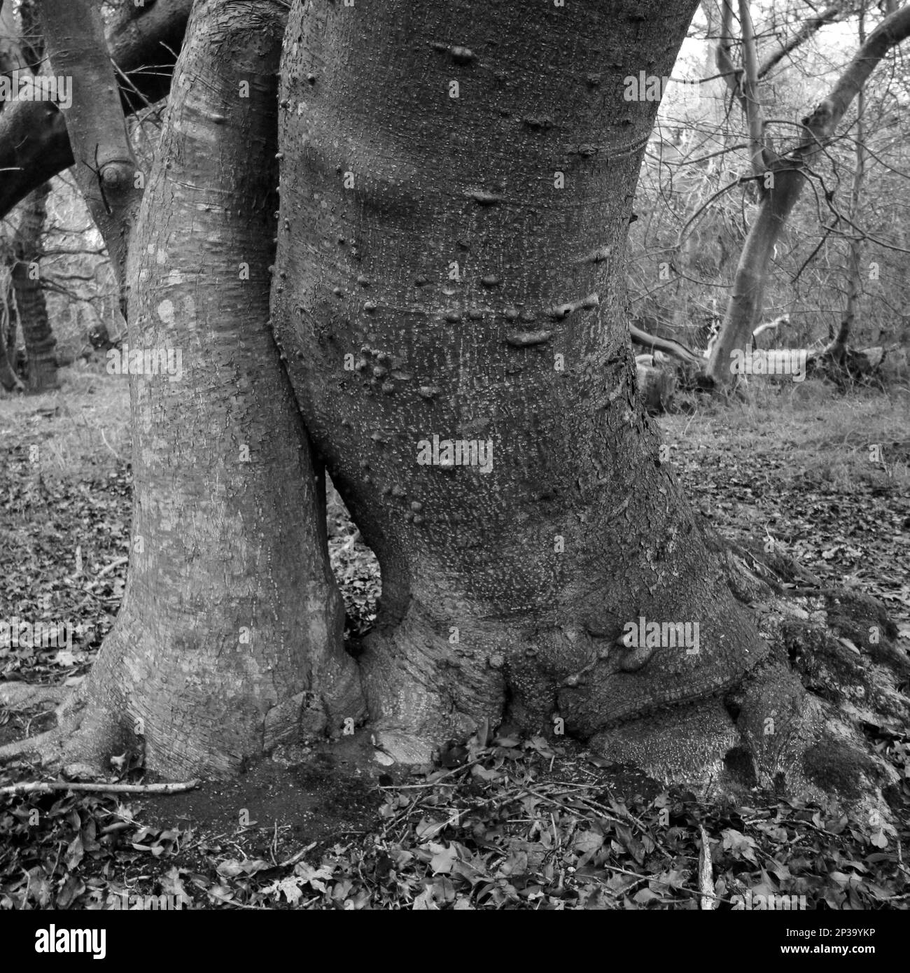 Walking Trees, Staverton Thicks, Suffolk Stock Photo - Alamy