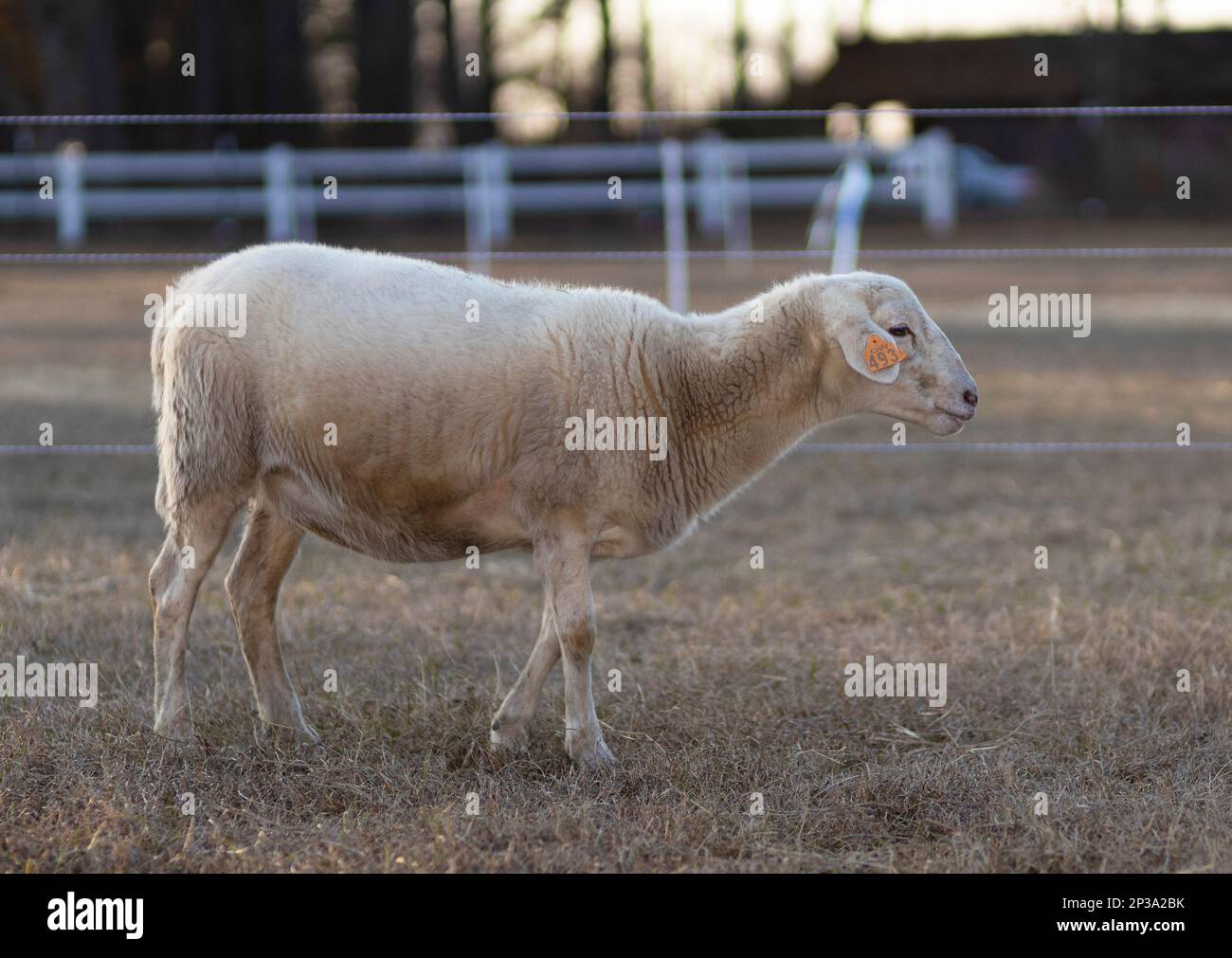 Orange ear hi-res stock photography and images - Alamy