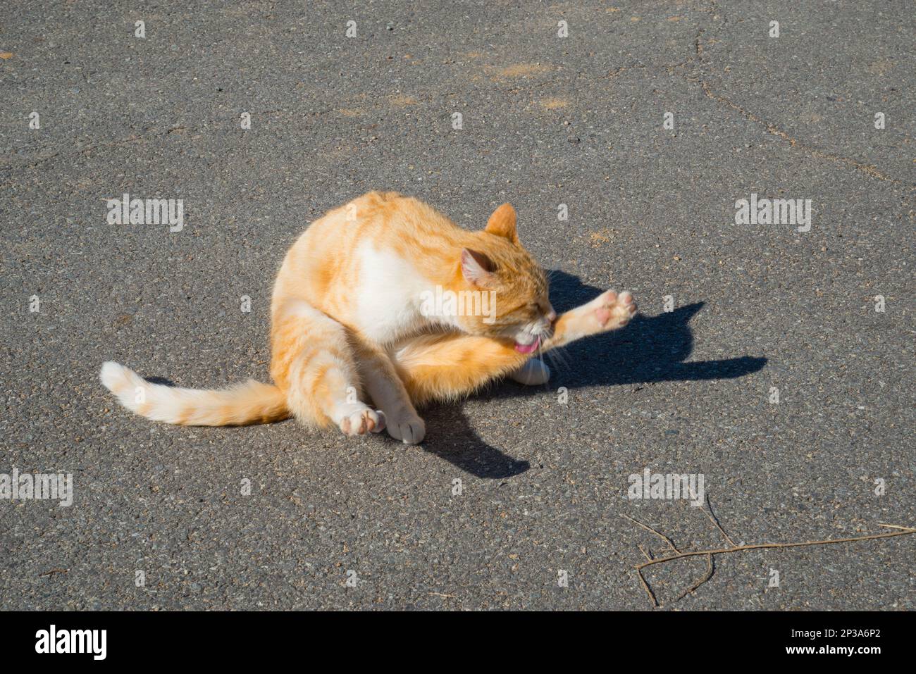 Tabby and white cat cleaning himself Stock Photo - Alamy