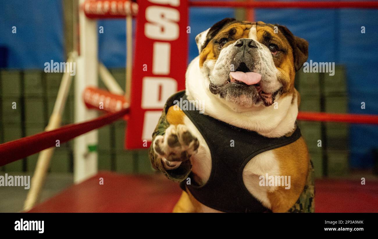 U.S. Marine Corps Cpl. Manny, the mascot of Marine Corps Recruit Depot ...