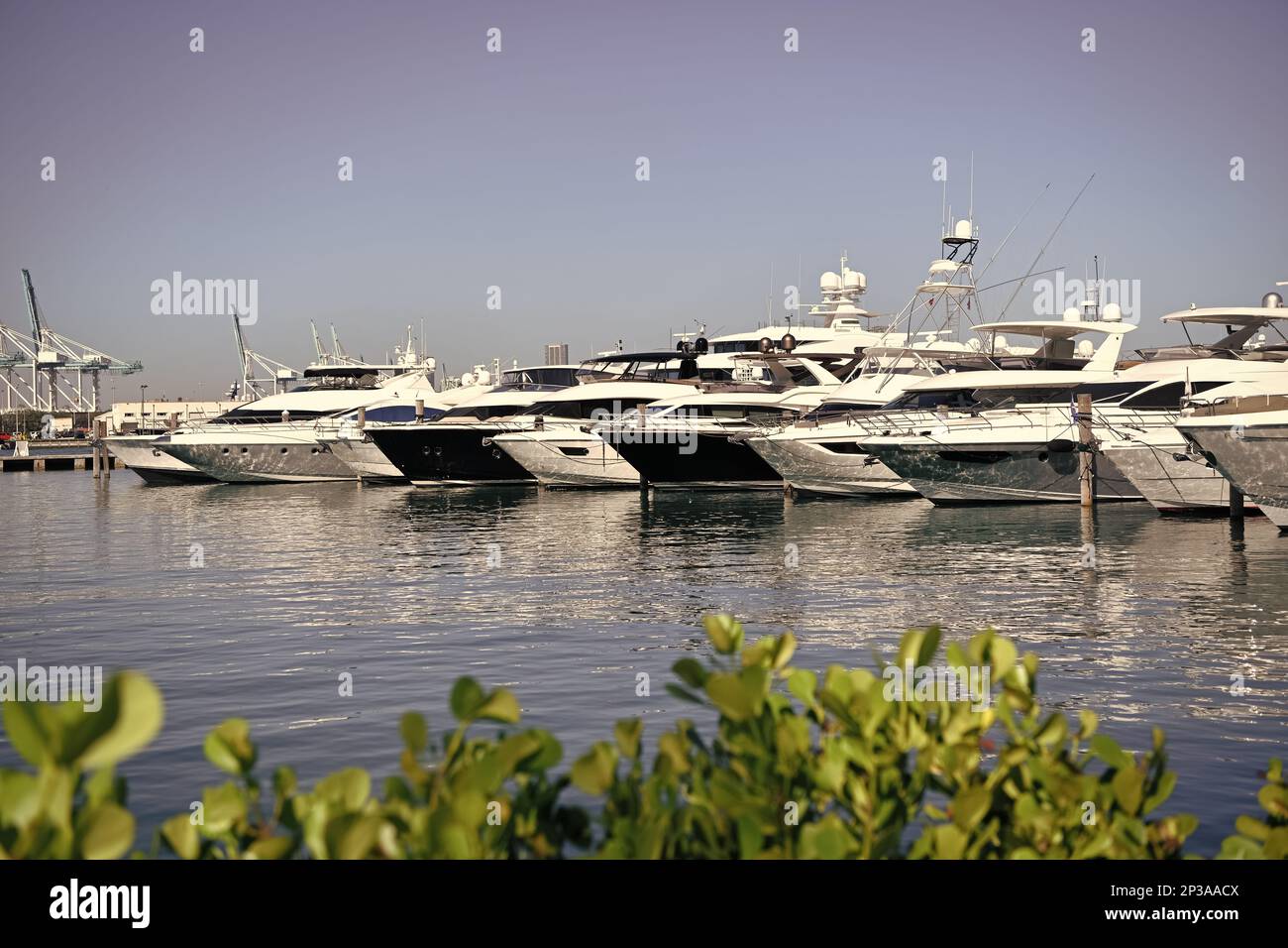 Luxury sea boats docked in yacht berth in Miami, USA Stock Photo - Alamy