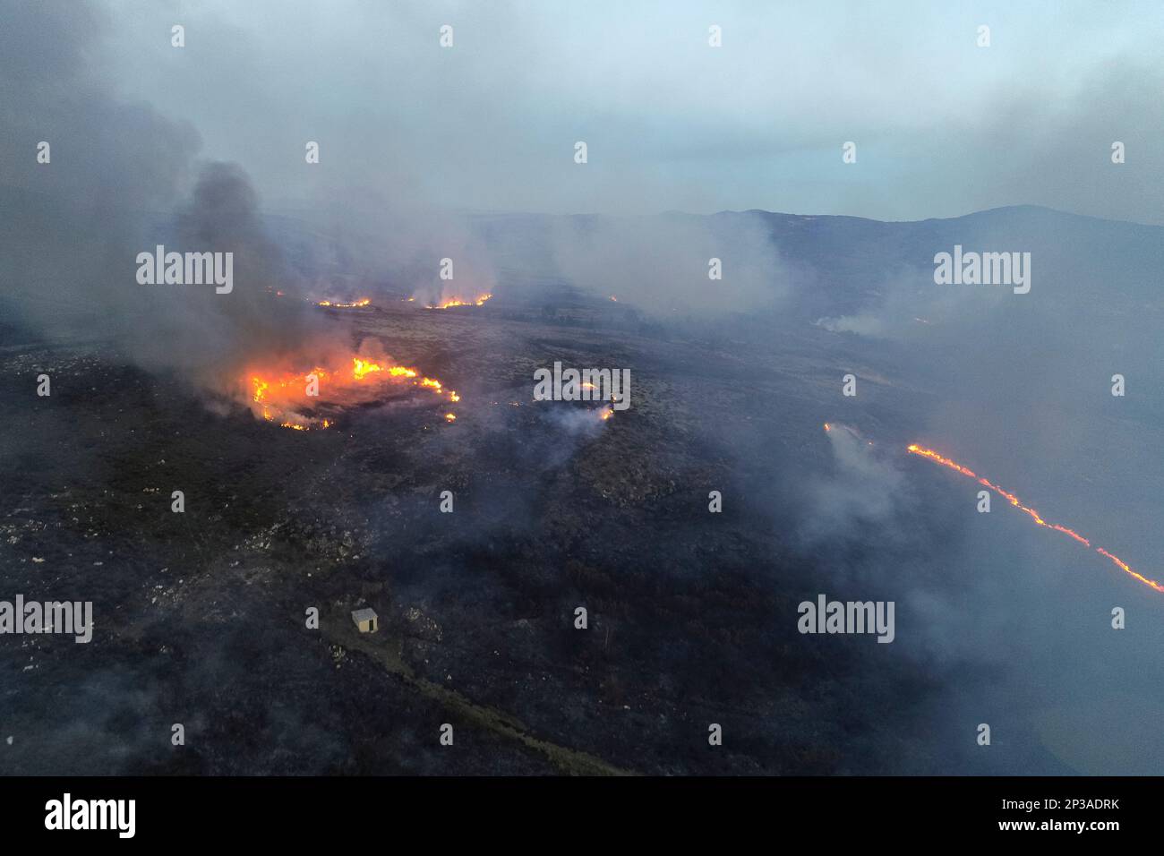 Ash tree forest aerial hi-res stock photography and images - Alamy