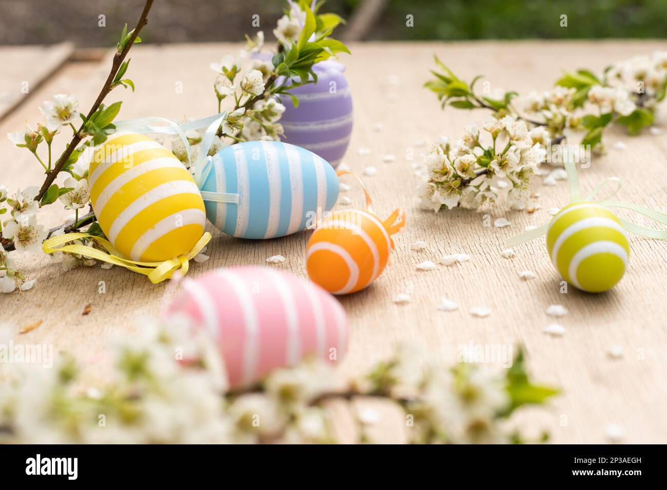 A Easter egg on a branch of a blooming cherry tree. Easter spring ...