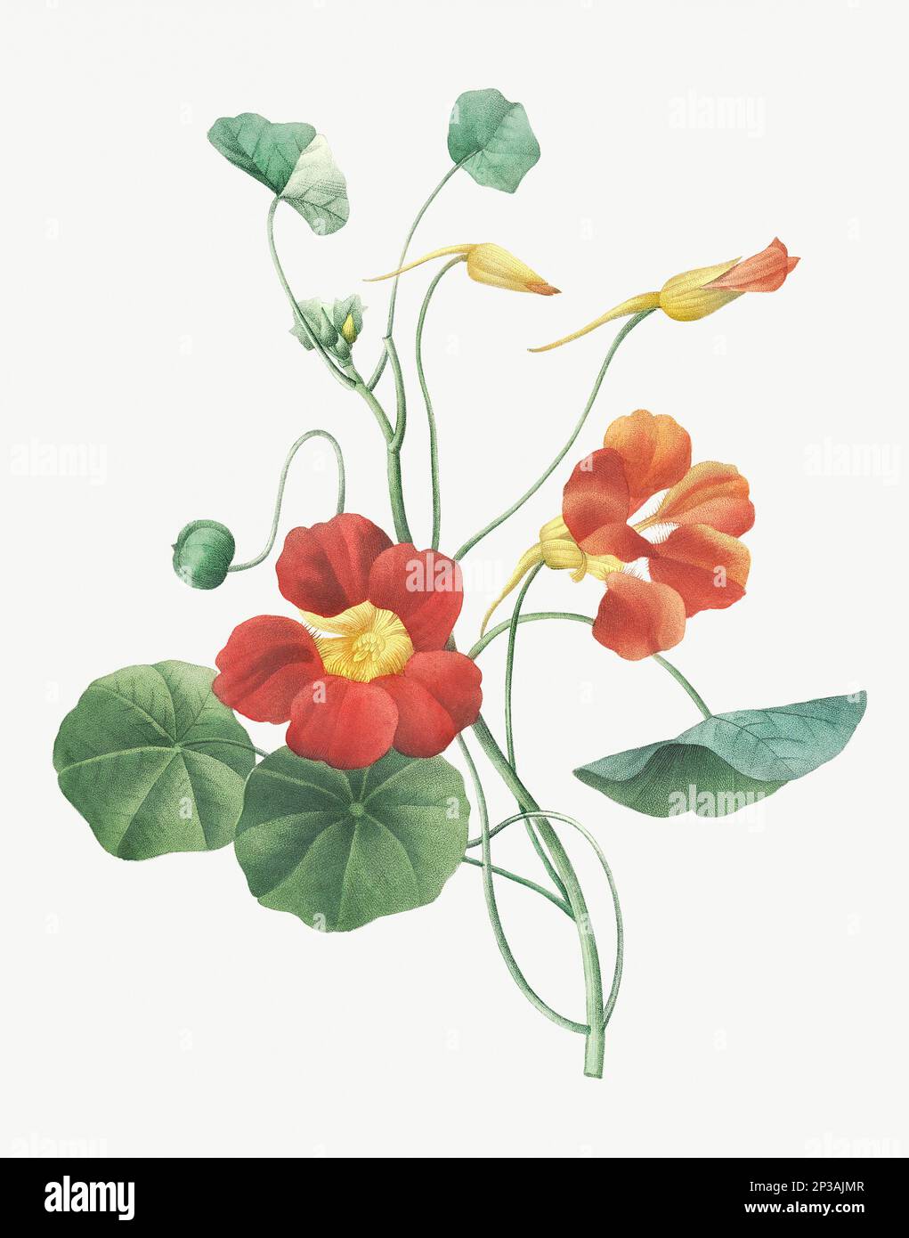 Passiflora botanical illustration hi-res stock photography and images ...