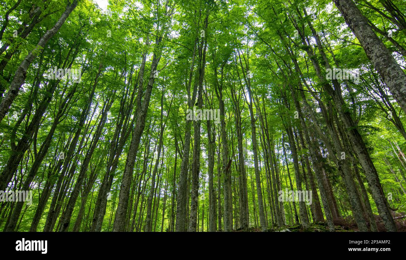 oxygen in the green spring forest Stock Photo - Alamy