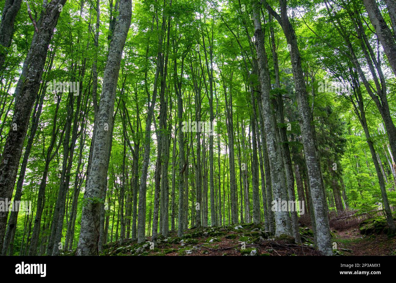 the forest comes back to life in spring Stock Photo - Alamy
