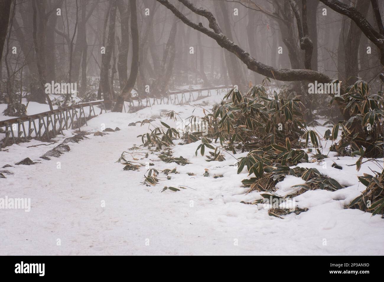 View landscape and snow falling covered on plant tree in forest on ...