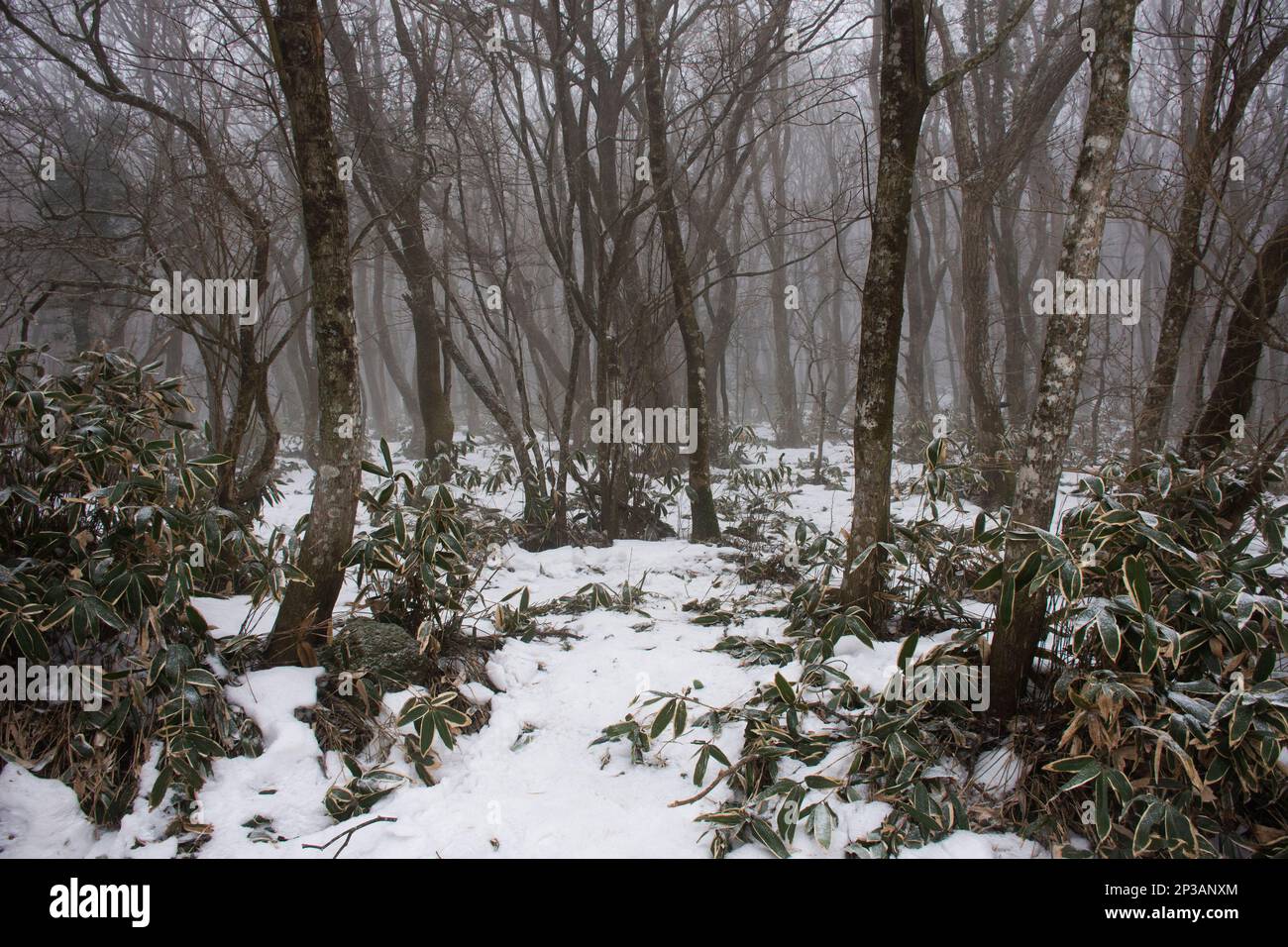 View landscape and snow falling covered on plant tree in forest on ...
