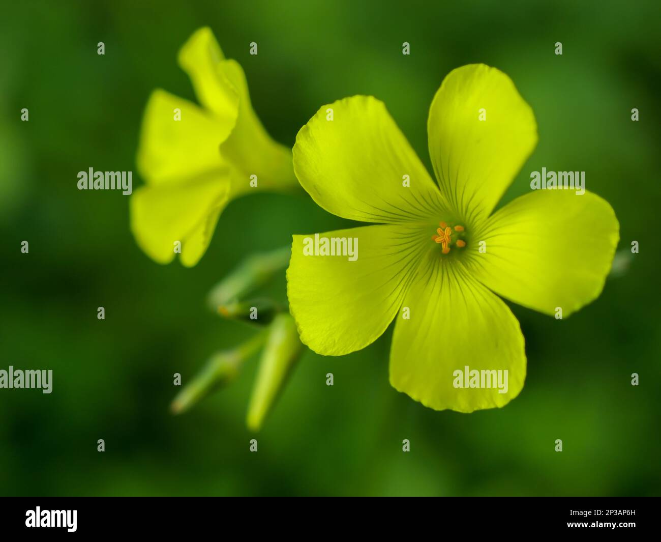 Feeling blossoms spring flower hi-res stock photography and images - Alamy