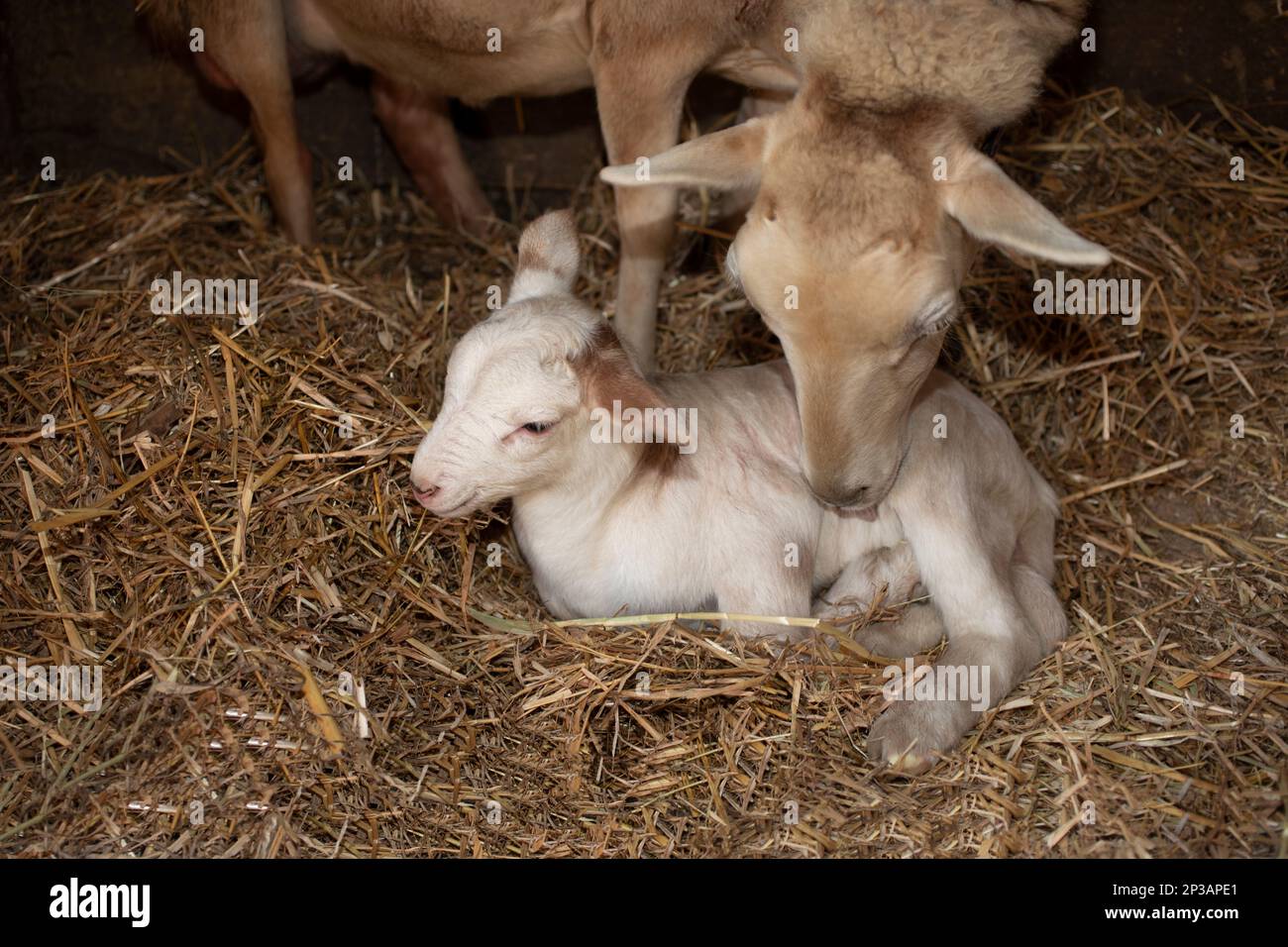 Female katahdin sheep cleaning its lamb the morning of birtch Stock ...