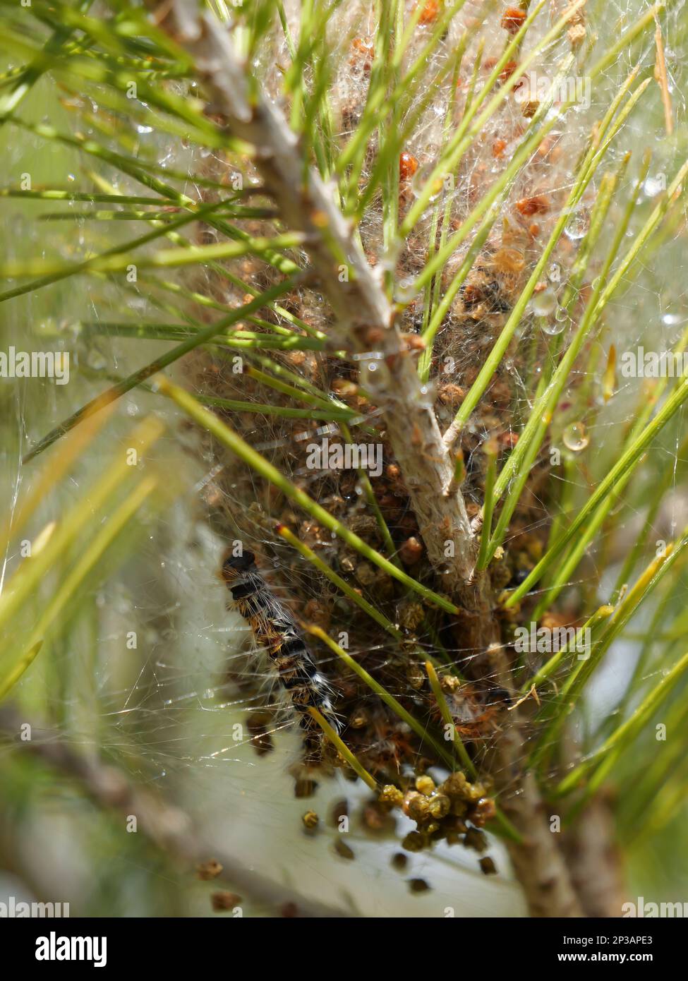 pine processionary moth on pine tree Stock Photo - Alamy