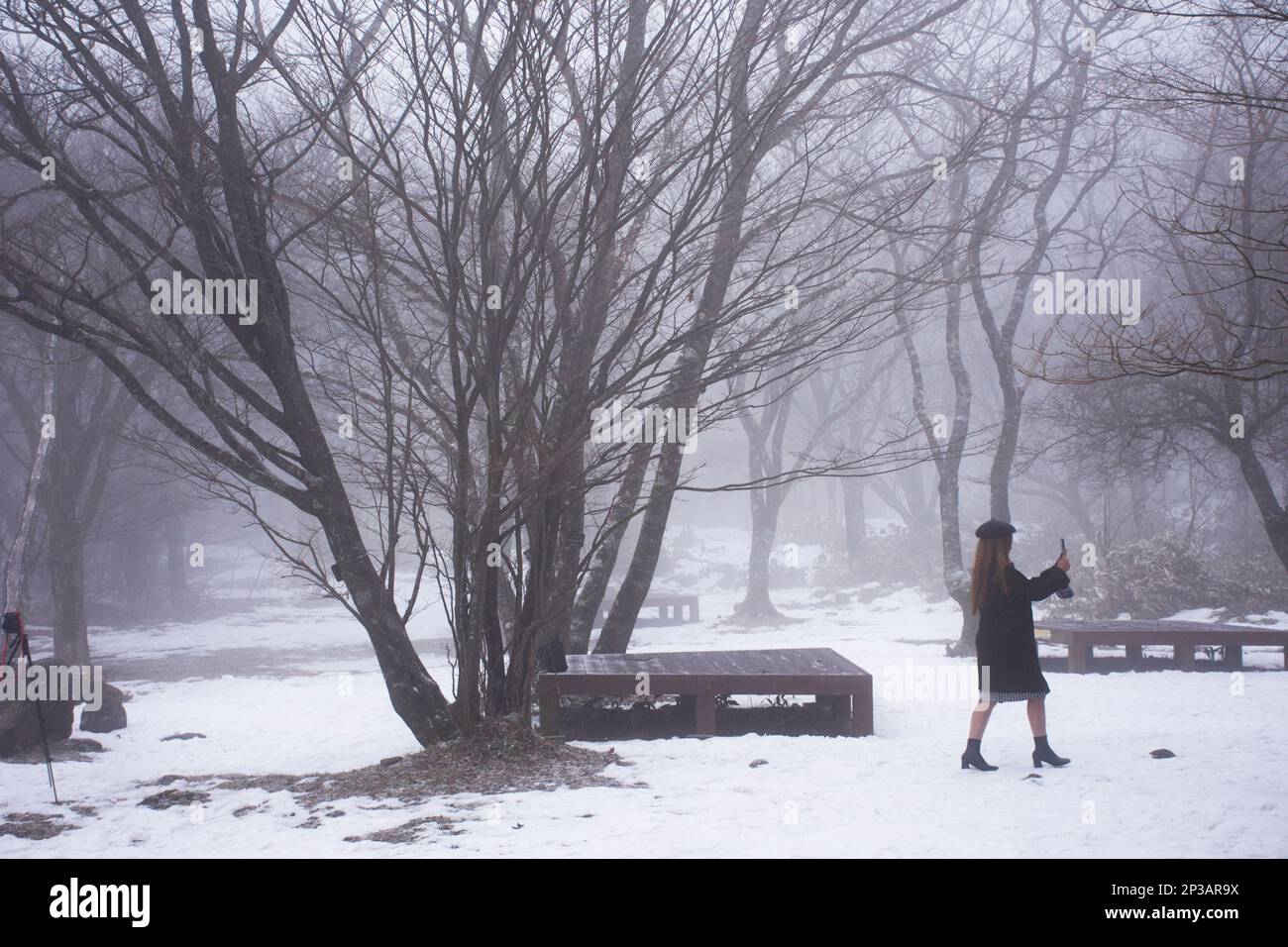 Korean people and foreign travelers travel visit natural garden on ...