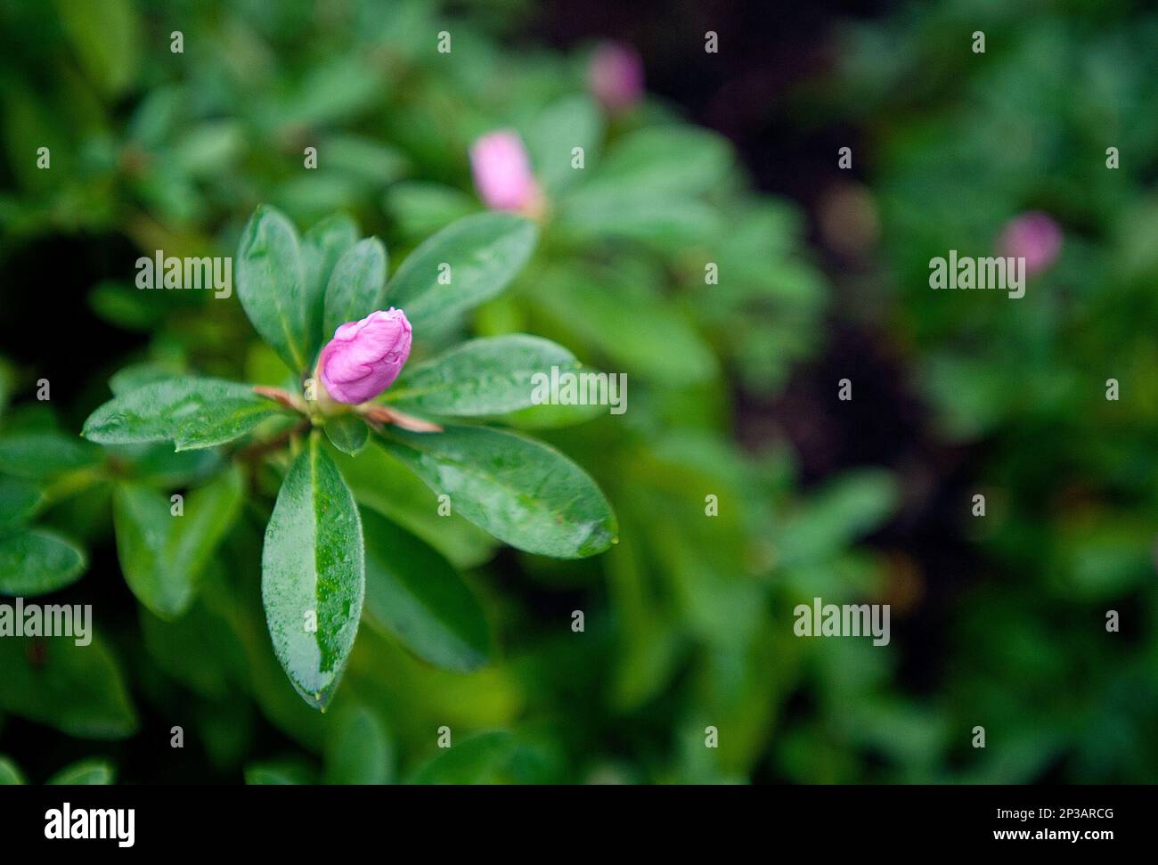 Azalea buds begin to form in the gardens at Guy and Joan Pyron's ...