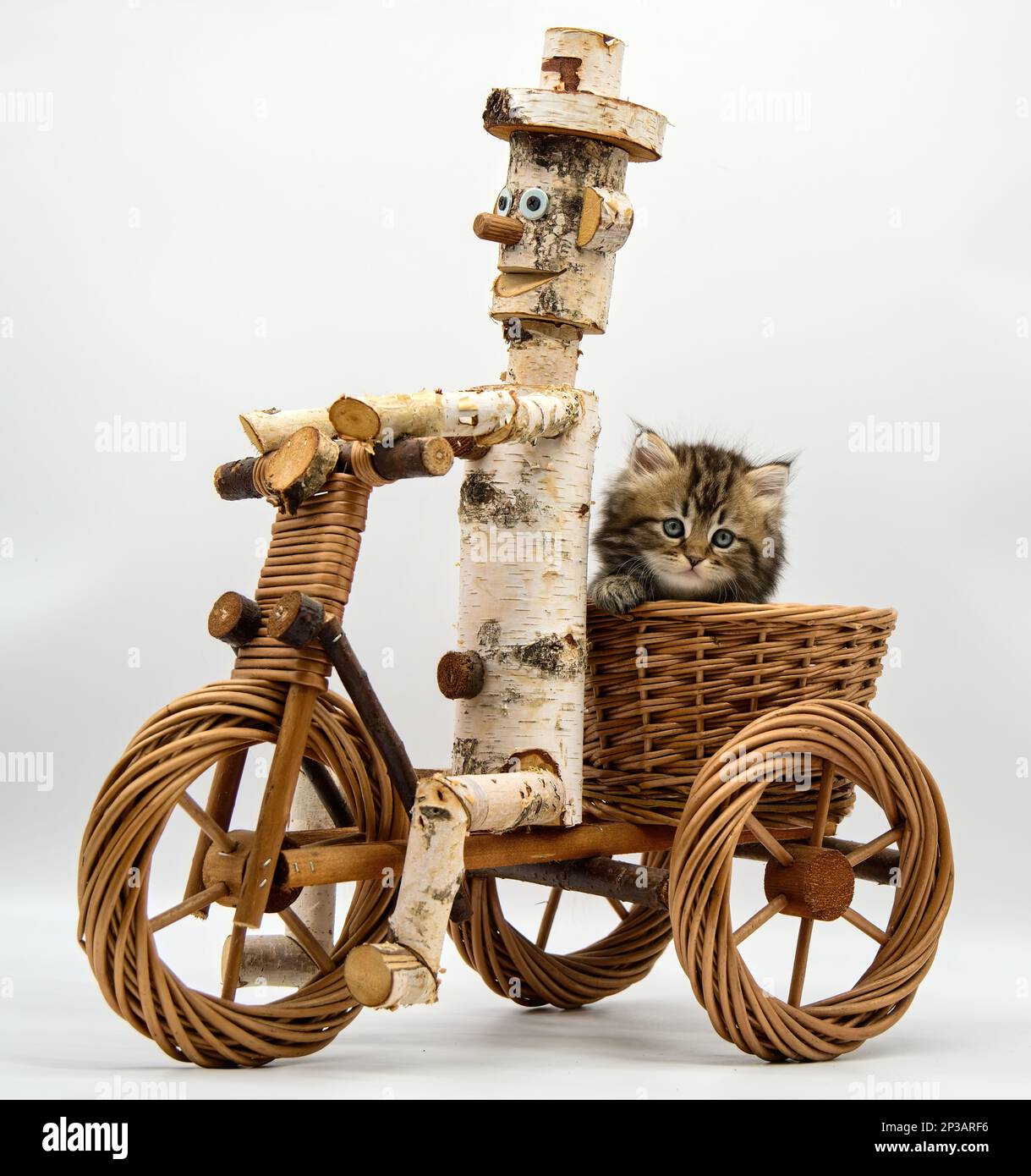 Siberian kitten travels on a tricycle Stock Photo - Alamy