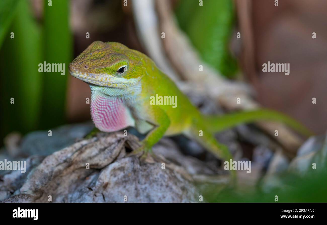 Gecko performing a mating ritual in North Carolina Stock Photo - Alamy
