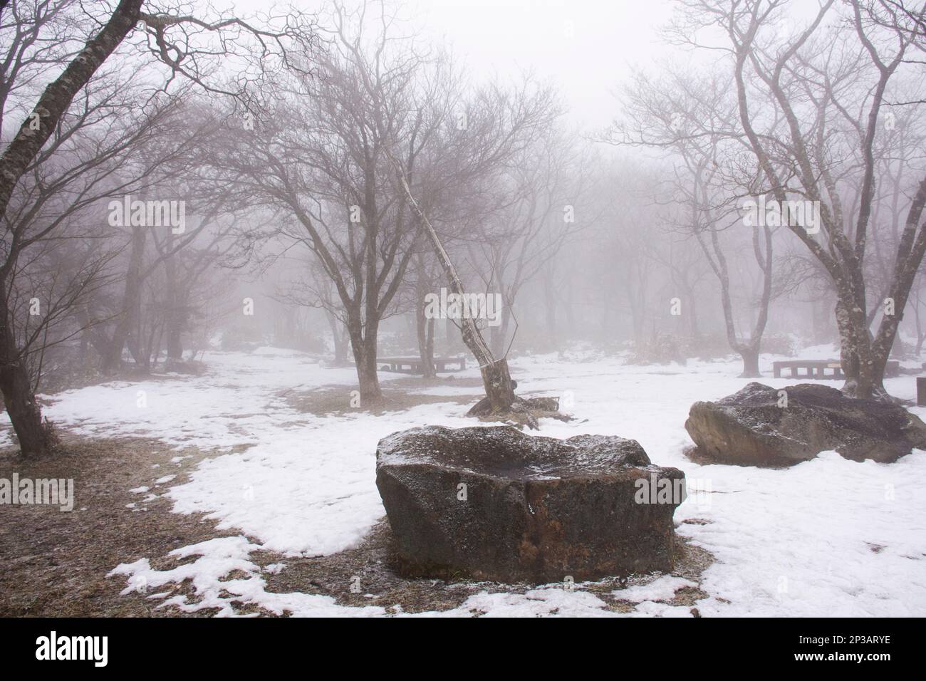 View landscape and snow falling in garden on Hanla Mountain volcano or ...