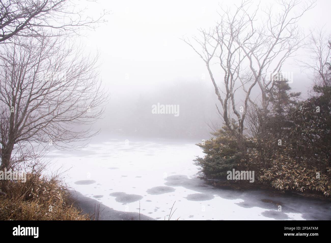 Landscape and snow falling covered on plant tree with pond lake water ...