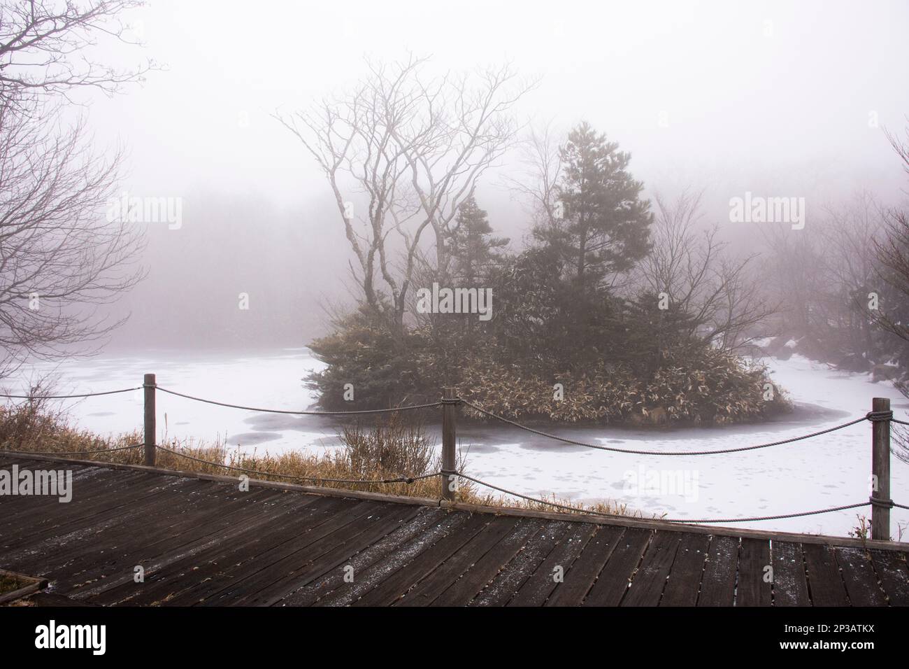 Landscape and snow falling covered on plant tree with pond lake water ...