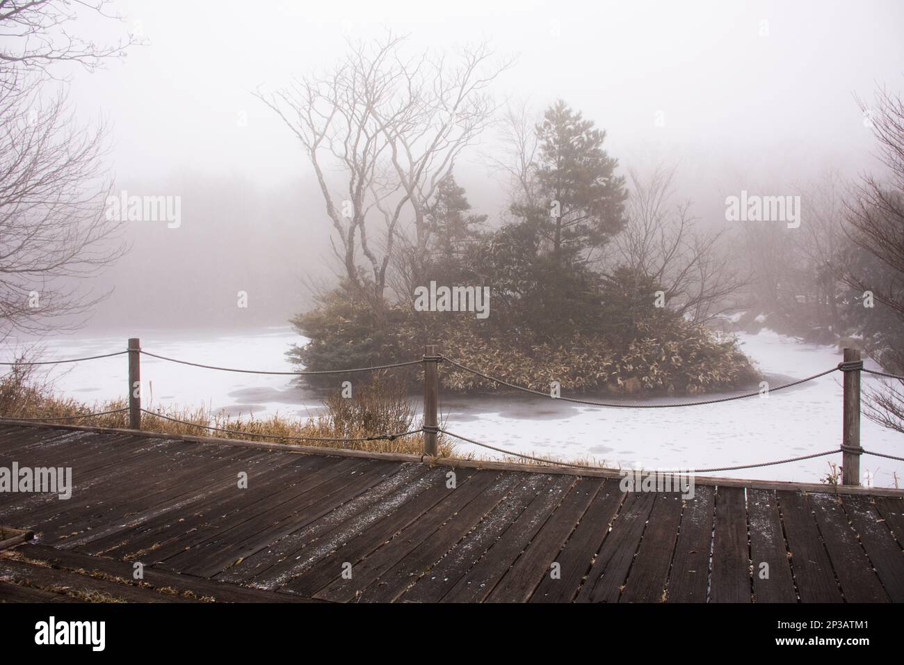 Landscape and snow falling covered on plant tree with pond lake water ...