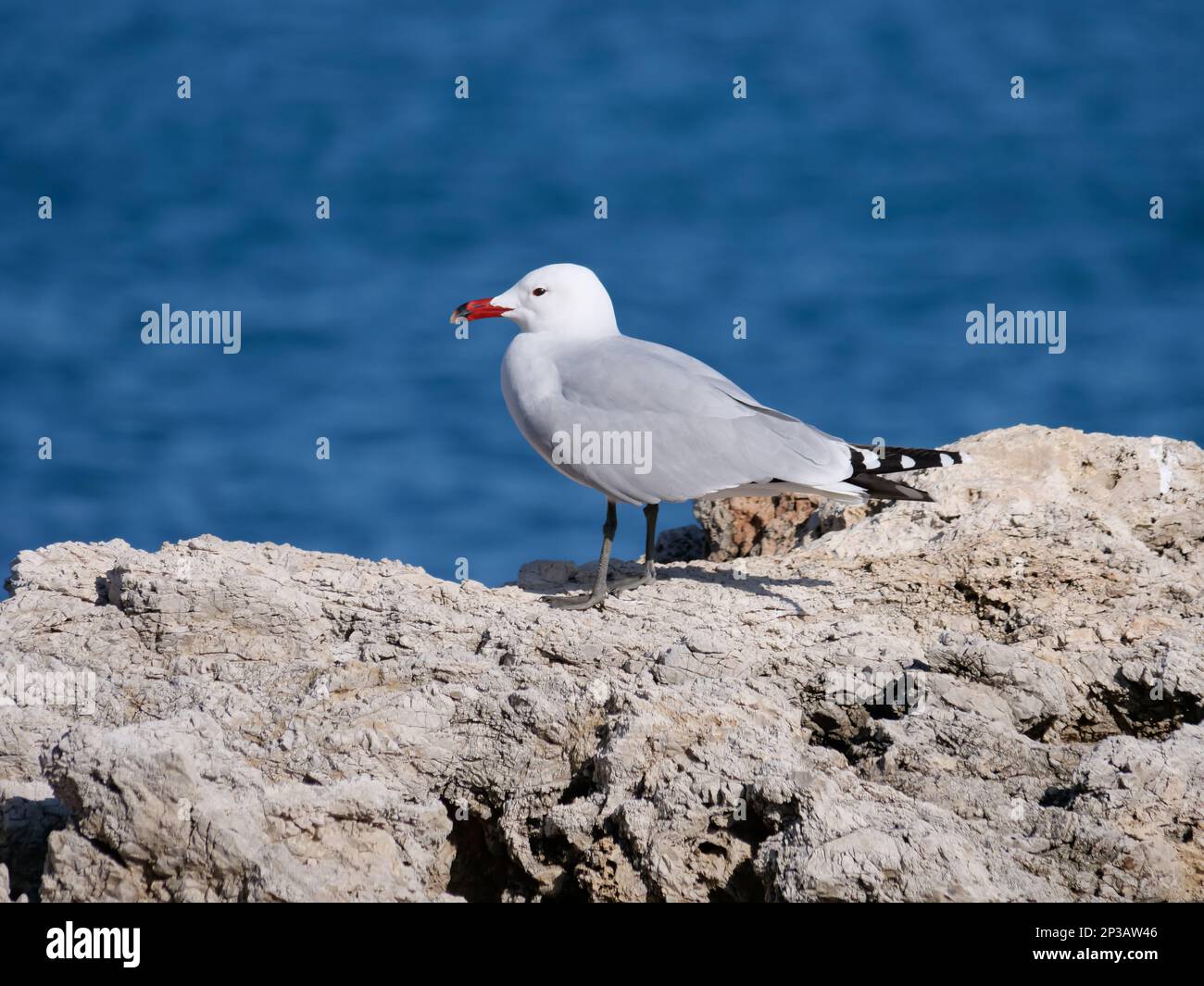 Beautiful seagull on rocks hi-res stock photography and images - Alamy