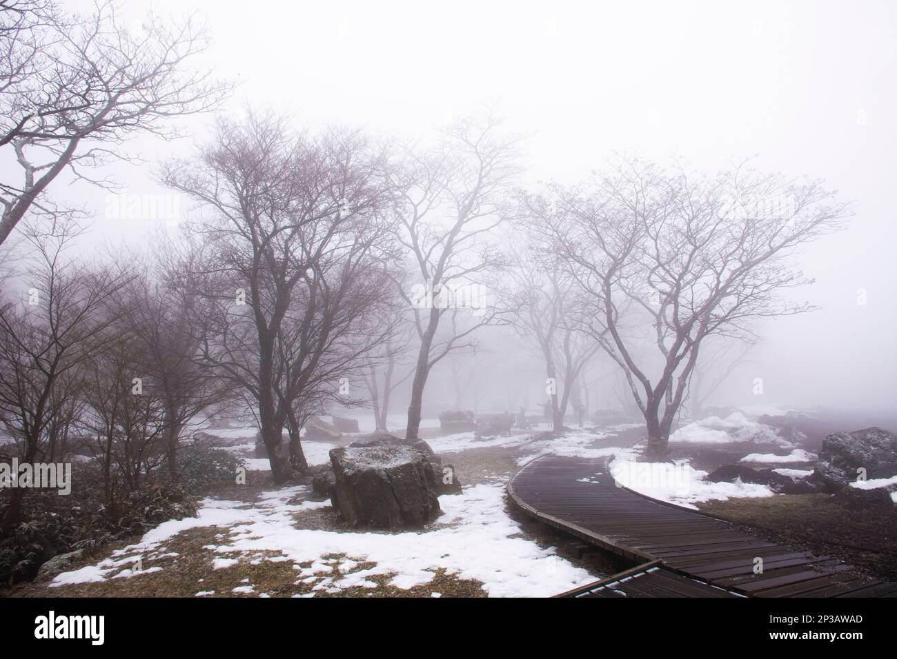 View landscape and snow falling covered on plant tree in forest on ...