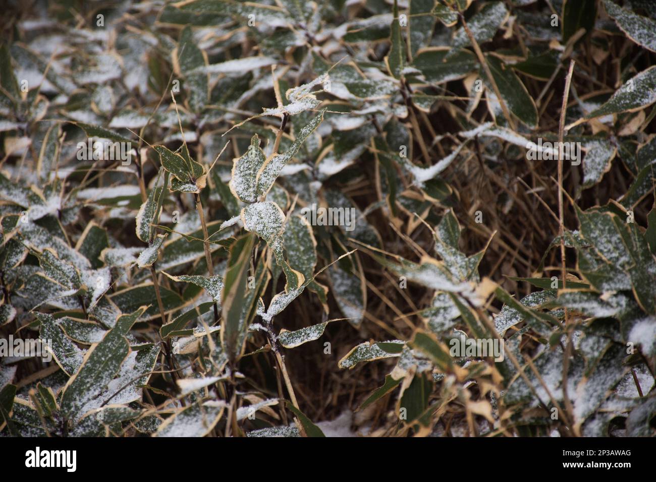 View landscape and snow falling covered on plant tree in forest on ...