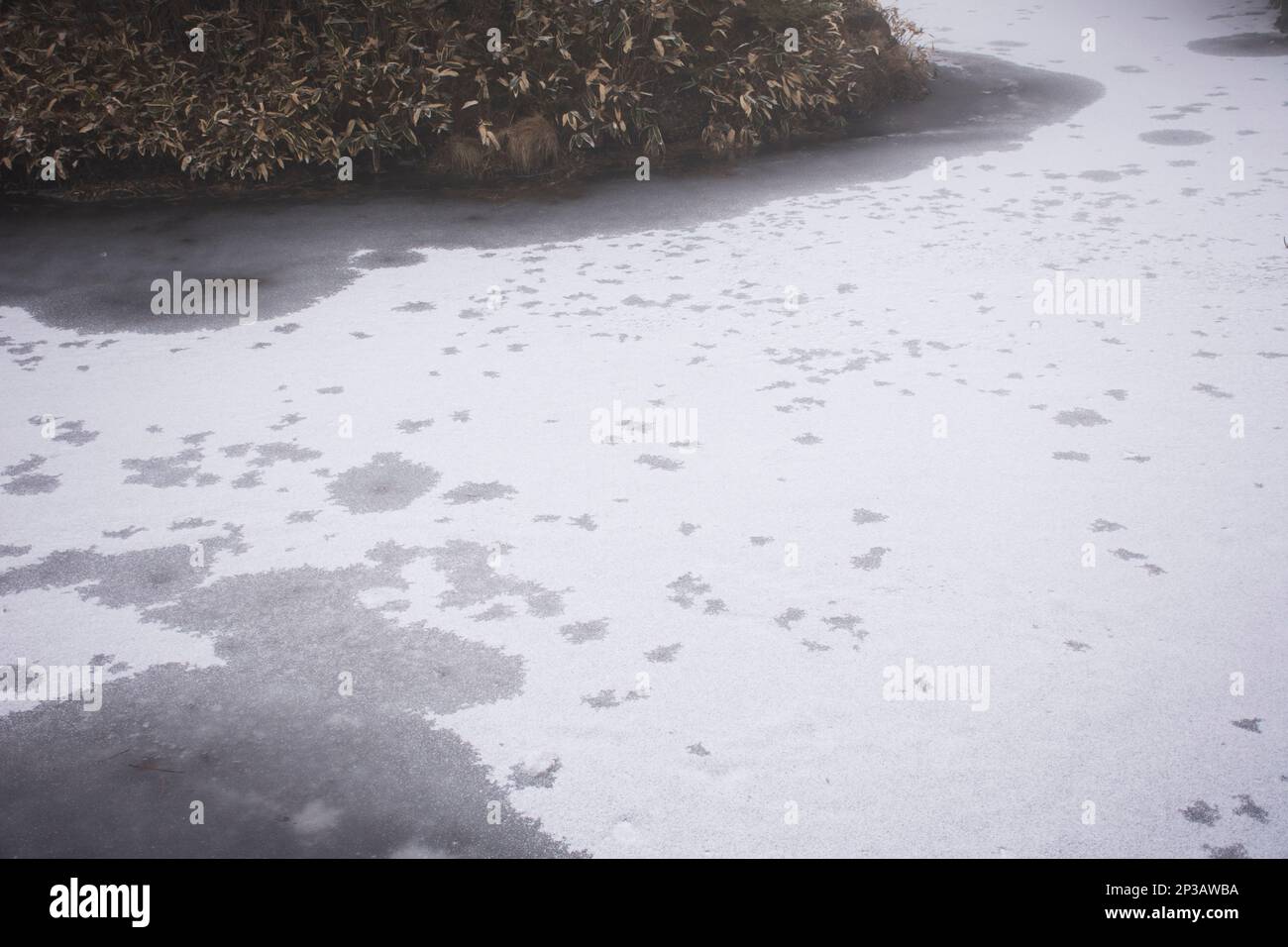 Landscape and snow falling covered on plant tree with pond lake water ...