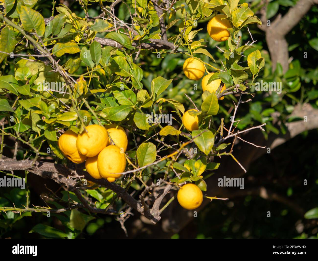 delicious fruity lemons for health from nature Stock Photo - Alamy