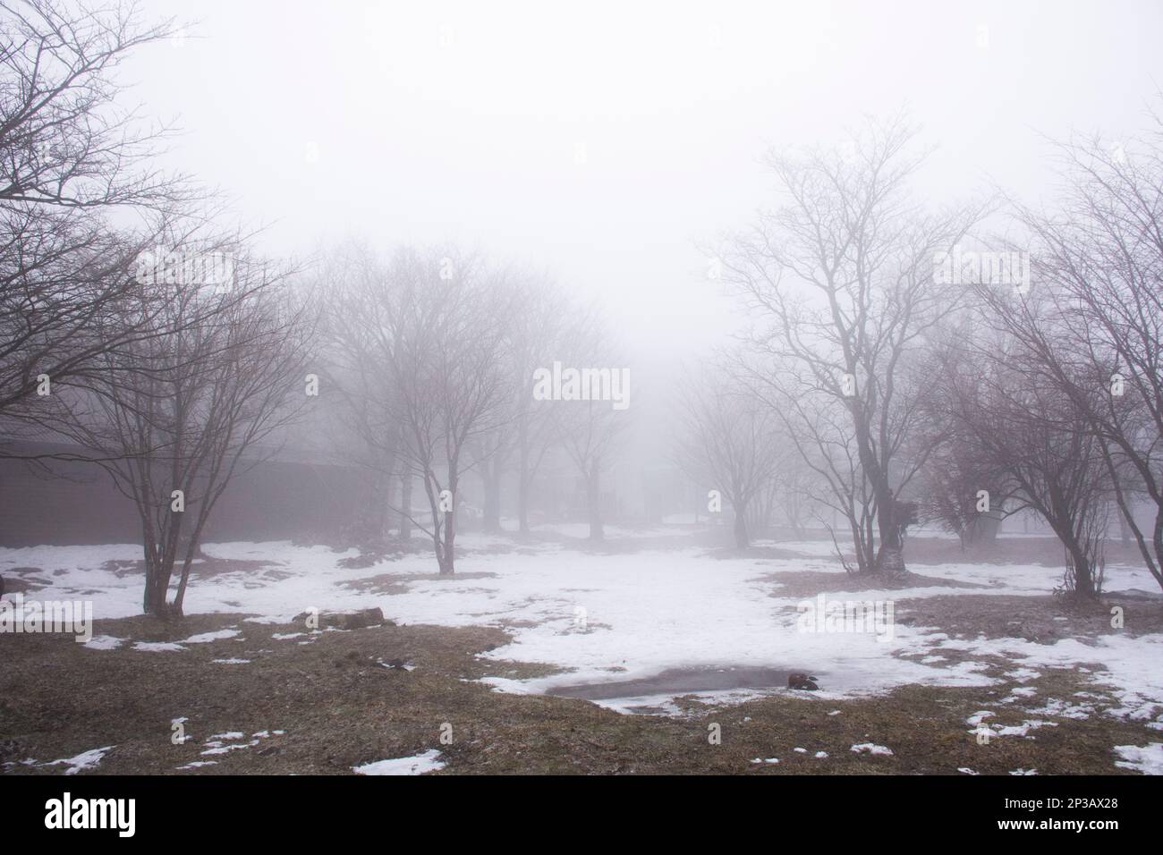 View landscape and snow falling covered on plant tree in forest on ...