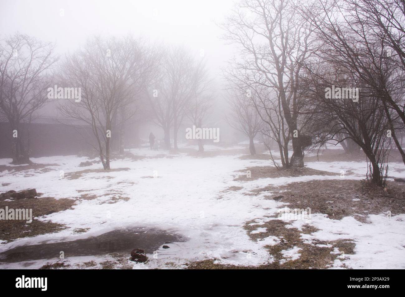 View landscape and snow falling covered on plant tree in forest on ...