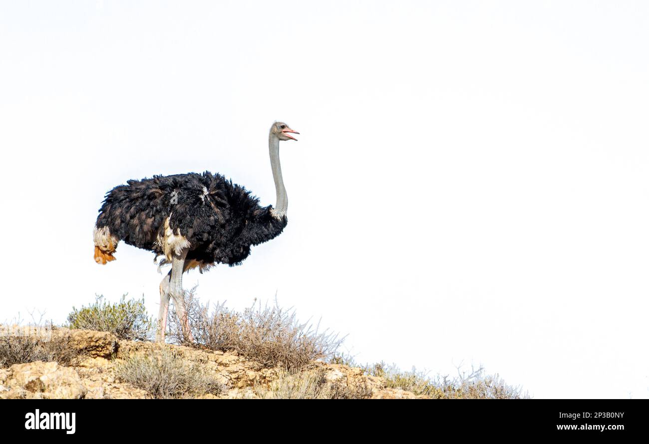 African Ostrich isolated in blue sky in Kgalagadi transfrontier park ...