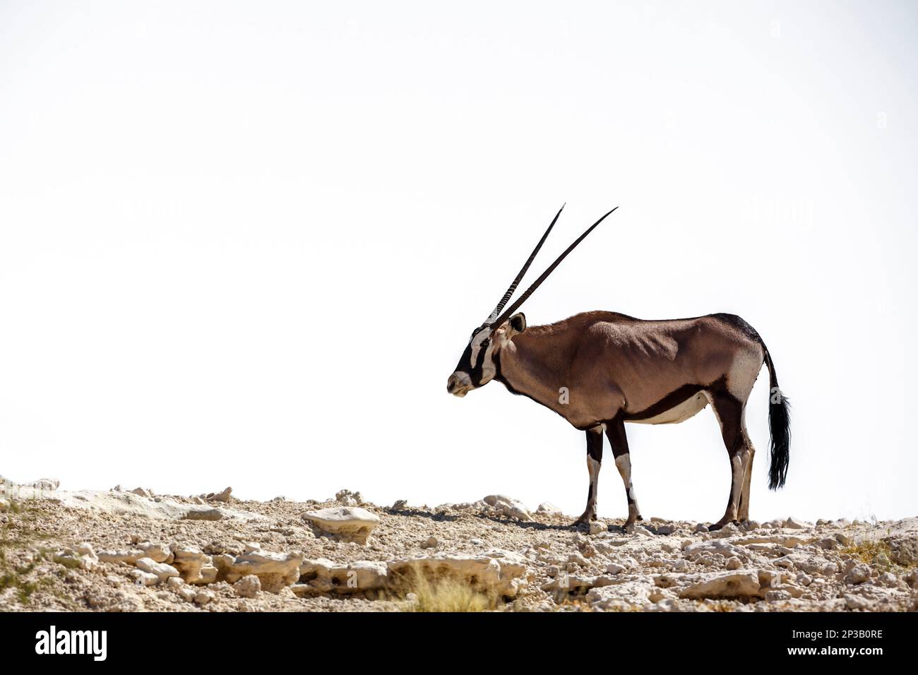 South African Oryx on top of dune isolated in blue sky in Kgalagadi ...