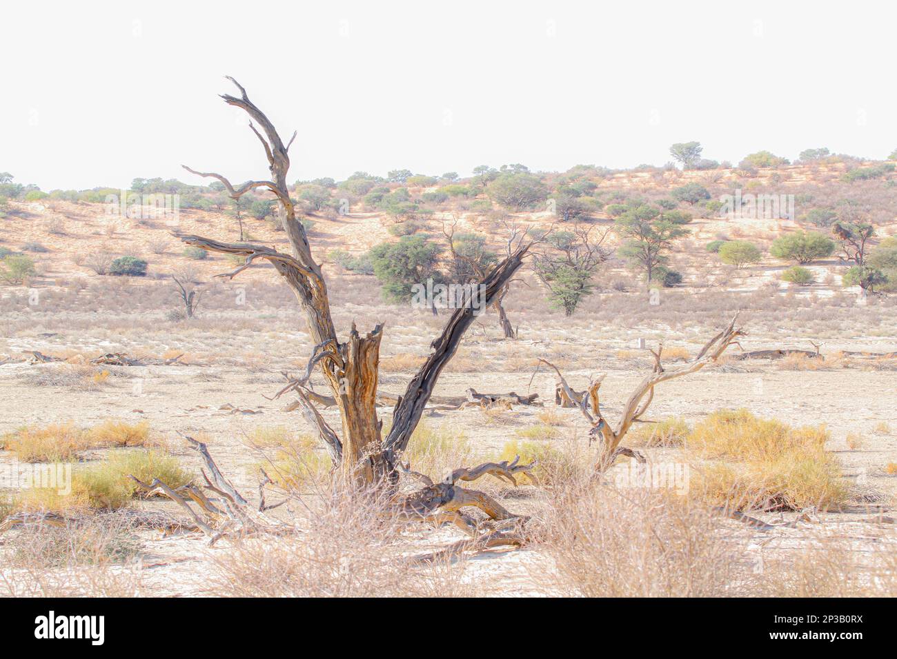 Dead tree stump in Nossob riverbed during drough in Kgalagadi ...